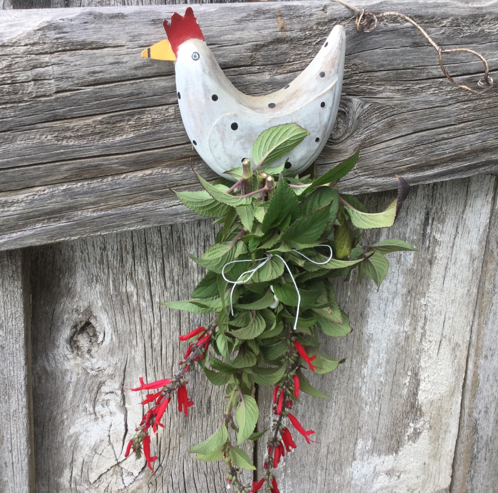 Herbs – Welcome to The Hearty Hen House