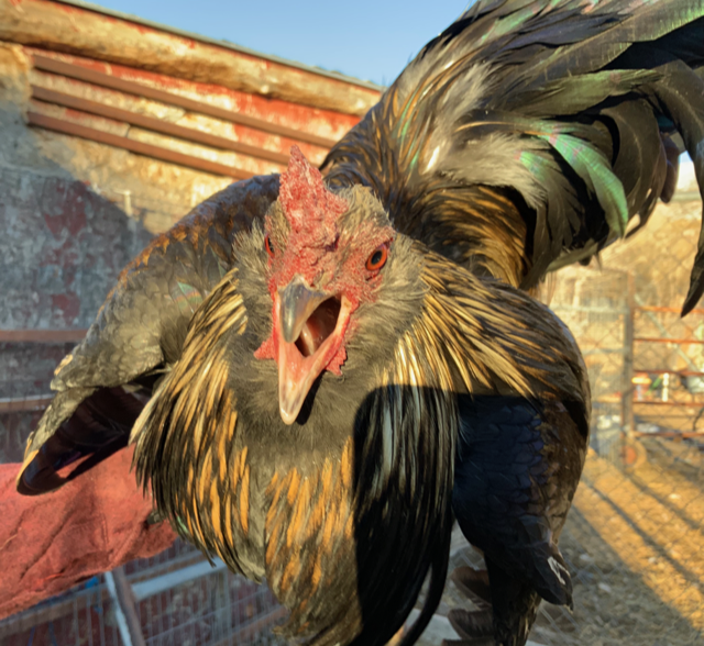 Trimming Beaks and Toes – Welcome to The Hearty Hen House